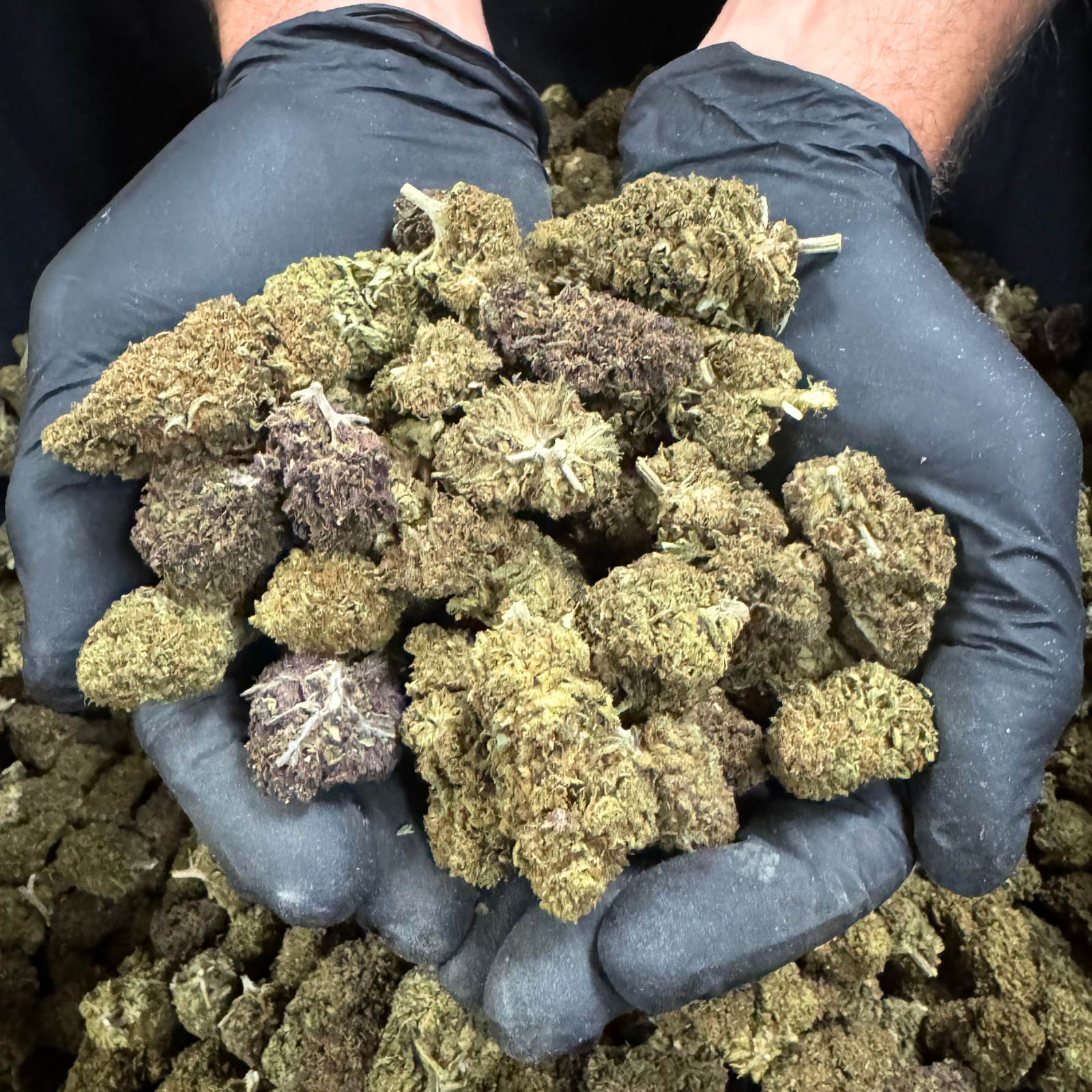 Legendary Kush CBD Flower | JAXON