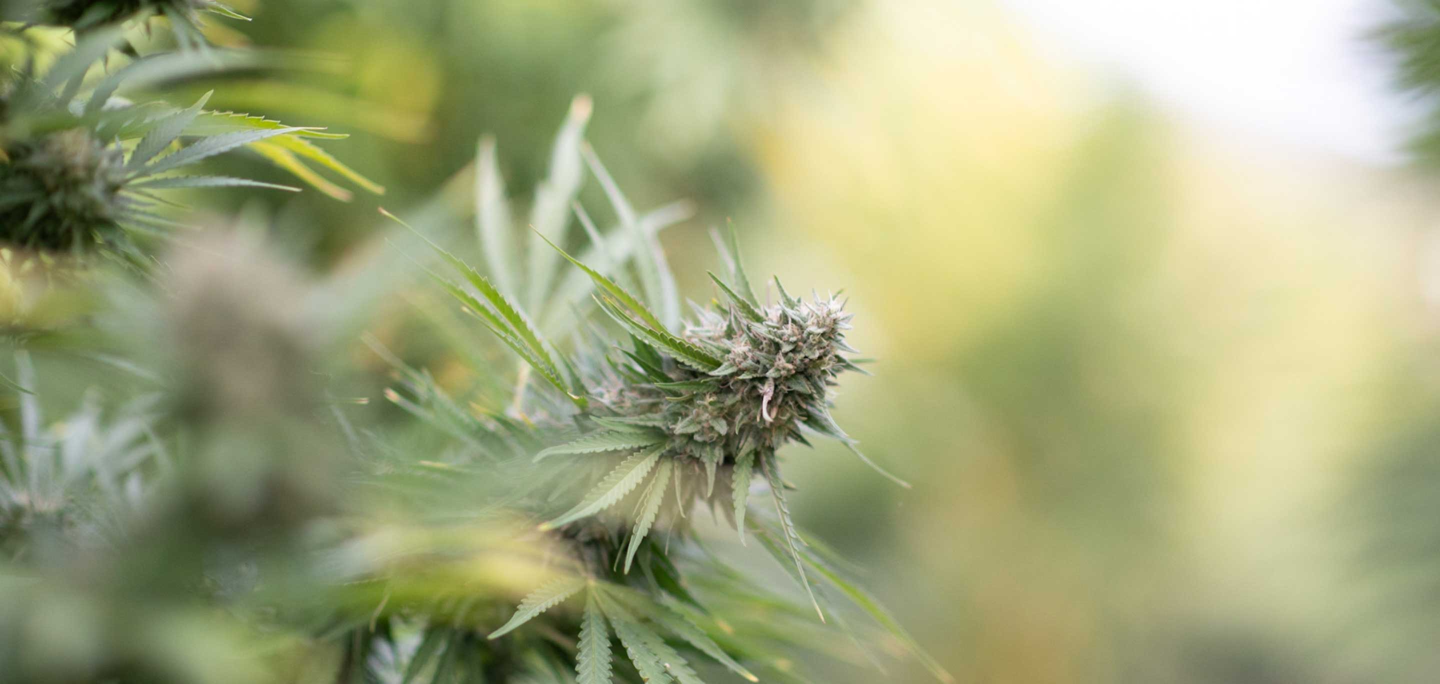 Wholesale CBD Flower | JAXON