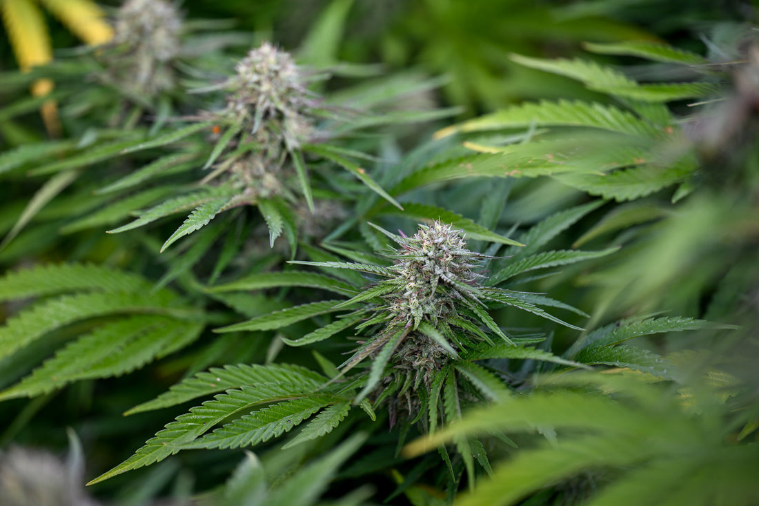 Wholesale CBD Flower | JAXON